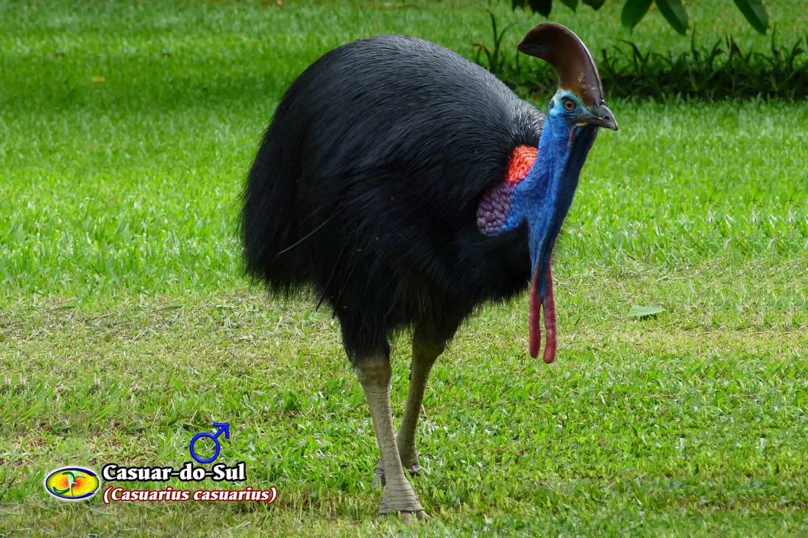 Zoologia: Casuar-do-Sul (Casuarius casuarius)